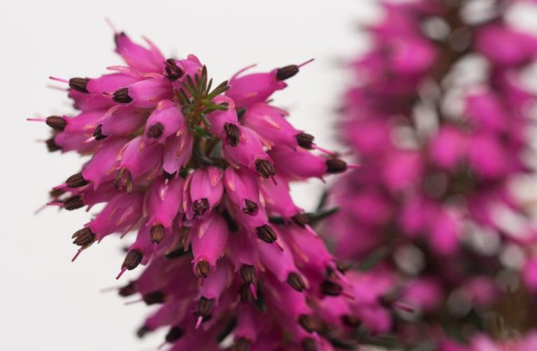 - Zahradní centrum "Strakovo" s.r.o.