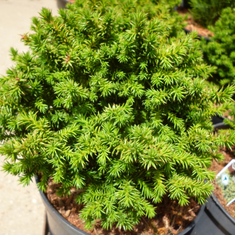 Kryptomerie japonská 'Compressa' - Zahradní centrum "Strakovo" s.r.o.