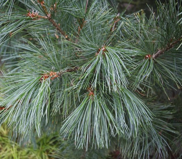 Borovice rumelská 'Glauca Compacta' - Zahradní centrum "Strakovo" s.r.o.