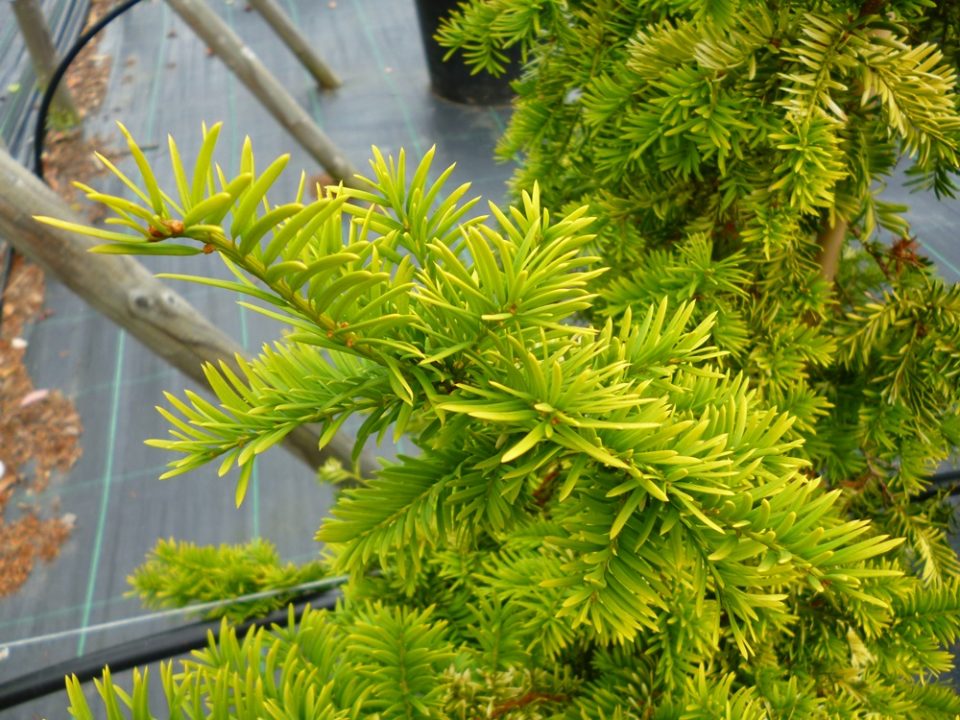 Taxus baccata 'Semperaurea' 20–30 cm - Zahradní centrum "Strakovo" s.r.o.