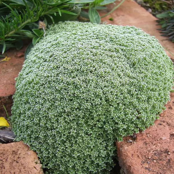 Arenaria lithops K 9x9 - Zahradní centrum "Strakovo" s.r.o.