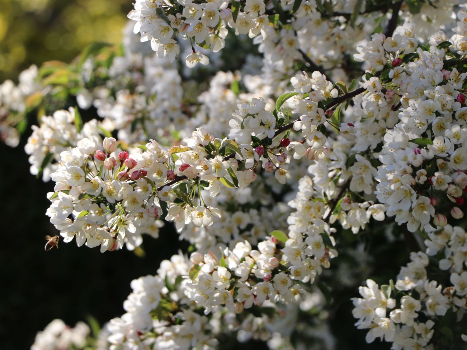Okrasná jabloň 'Red Sentinel' - Zahradní centrum "Strakovo" s.r.o.
