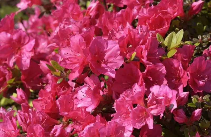 Azalea (J) 'Canzonetta' 20–30 cm - Zahradní centrum "Strakovo" s.r.o.
