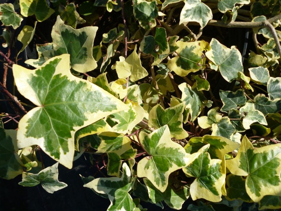 Hedera helix ´Goldchild´ 40R K2vyvazov - Zahradní centrum "Strakovo" s.r.o.