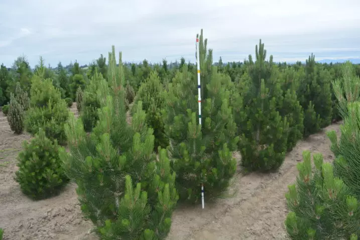 Pinus leucodermis 'Satellit' 30–40 cm - Zahradní centrum "Strakovo" s.r.o.