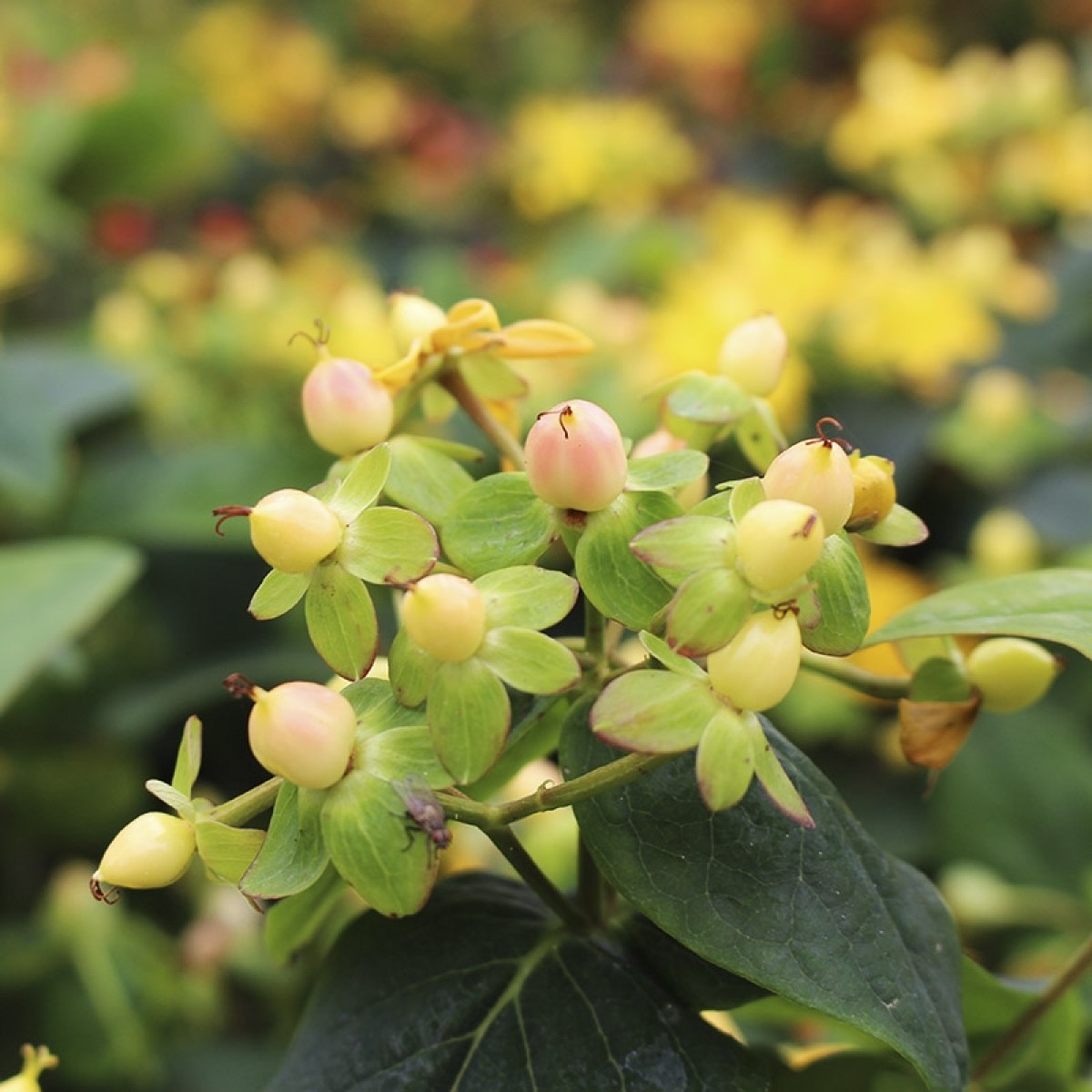 Hypericum 'Miracle Beauty'® - Zahradní centrum "Strakovo" s.r.o.