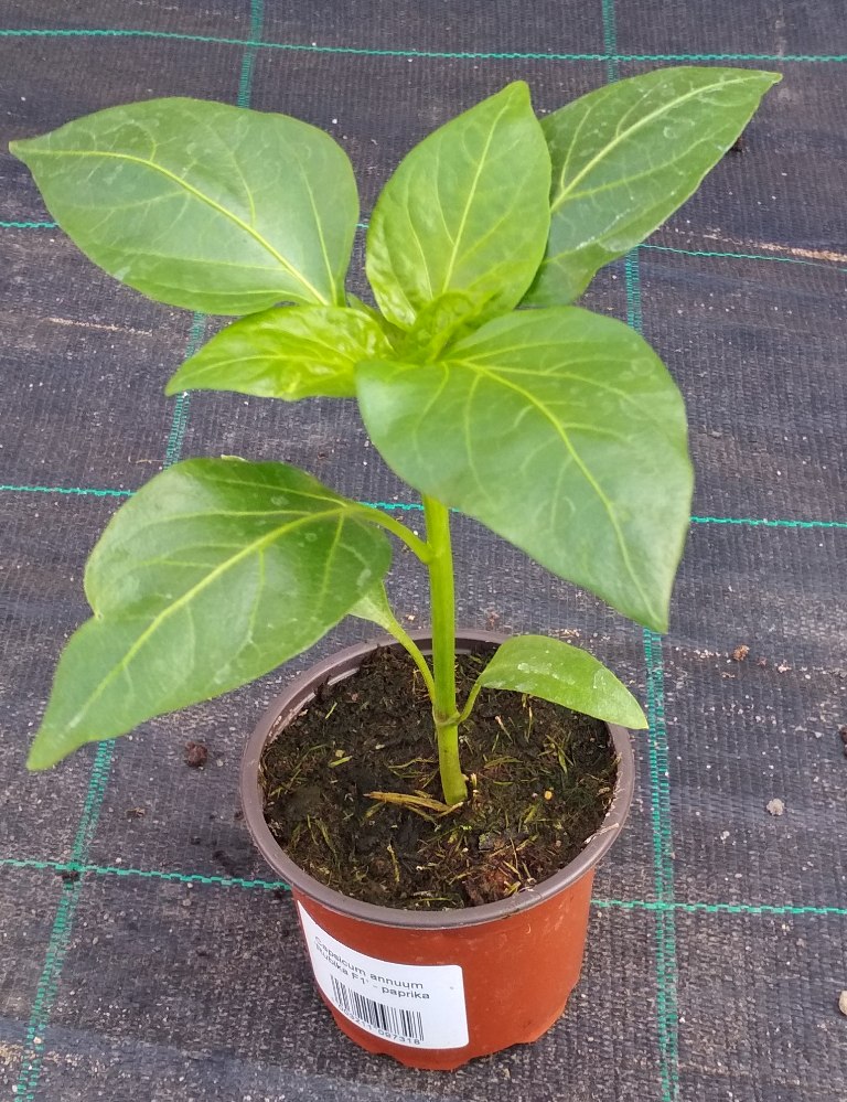 Paprika Amy, P9 - Zahradní centrum "Strakovo" s.r.o.