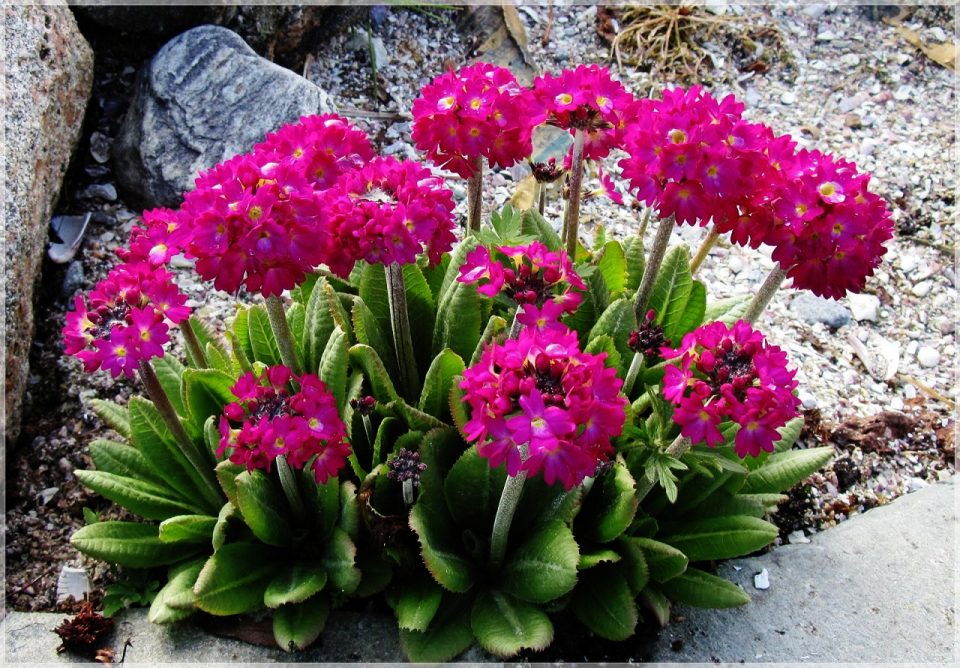 Primula denticulata Corolla Deep Rose K9 - Zahradní centrum "Strakovo ...