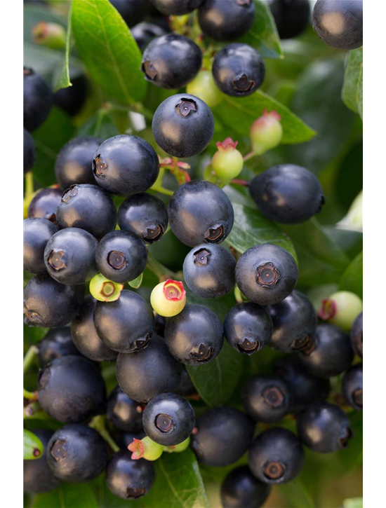 Borůvka BrazelBerries 'Berry Bux'® - Zahradní centrum "Strakovo" s.r.o.