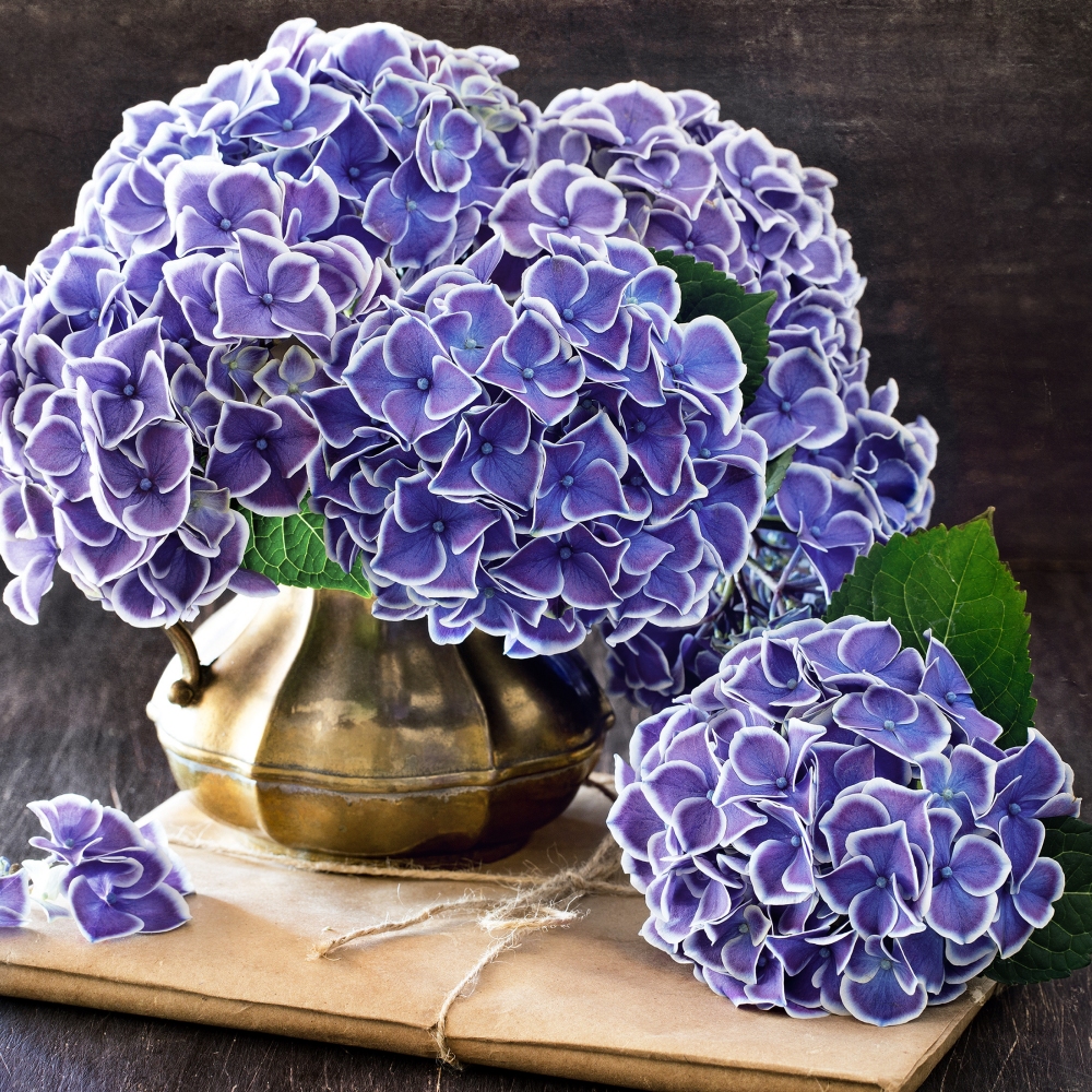 Hortenzie velkolistá 'Tivoli Blue' - Zahradní centrum "Strakovo" s.r.o.