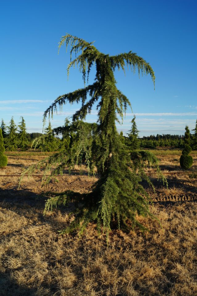 Cedr libanonský 'Pendula' - Zahradní centrum "Strakovo" s.r.o.