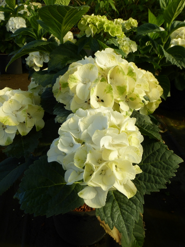 Hydrangea macr. 'Caipirinha' - Zahradní centrum "Strakovo" s.r.o.