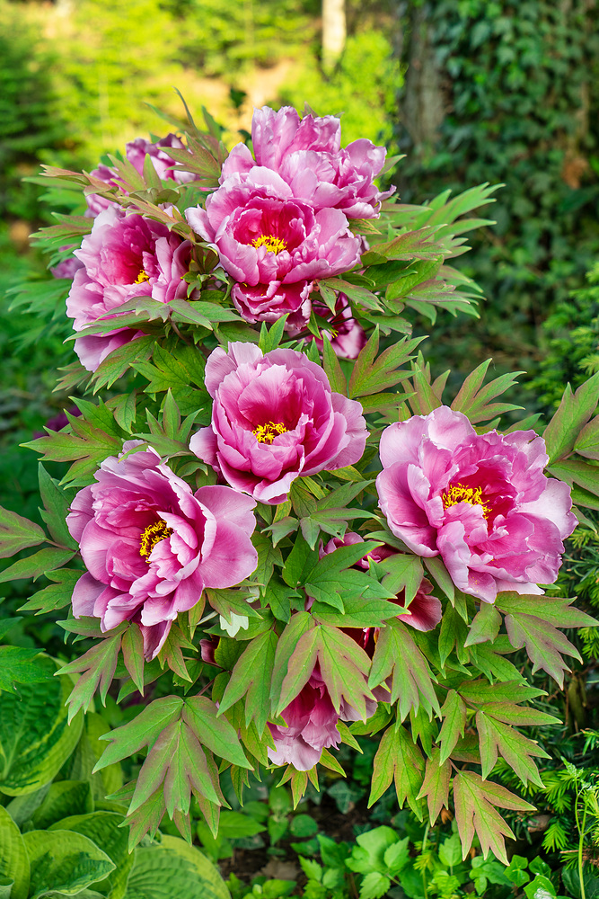 Pivoňka dřevitá 'Rou fu rong' - Zahradní centrum "Strakovo" s.r.o.