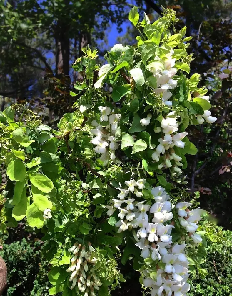 Robinia pseud. 'Twisty Baby' - Zahradní centrum "Strakovo" s.r.o.