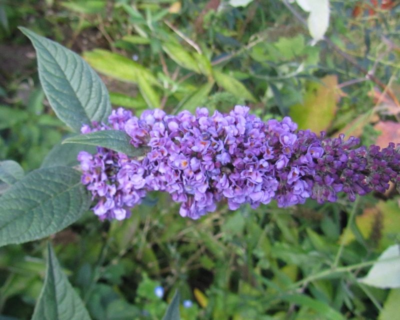 Komule davidova 'Lilac Turtle' © - Zahradní centrum "Strakovo" s.r.o.