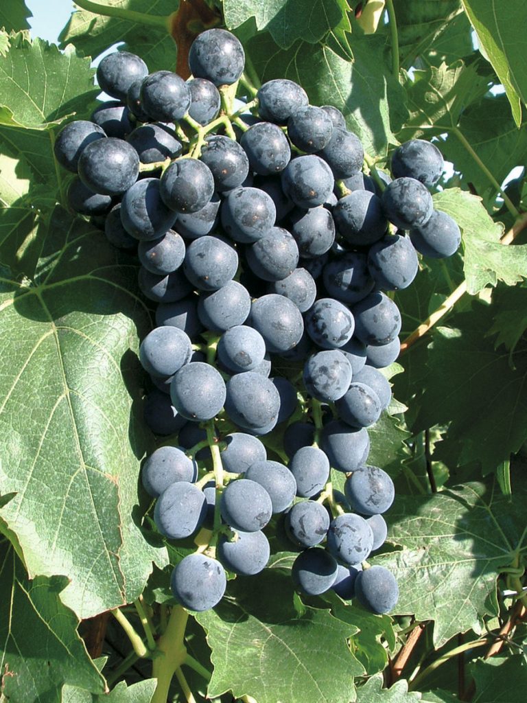 Réva vinná (Hrozny) 'Muscat Bleu' - Zahradní centrum "Strakovo" s.r.o.