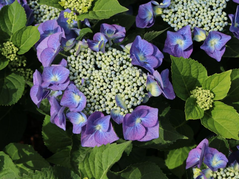Hydrangea macr. 'Teller Blue' - Zahradní centrum "Strakovo" s.r.o.