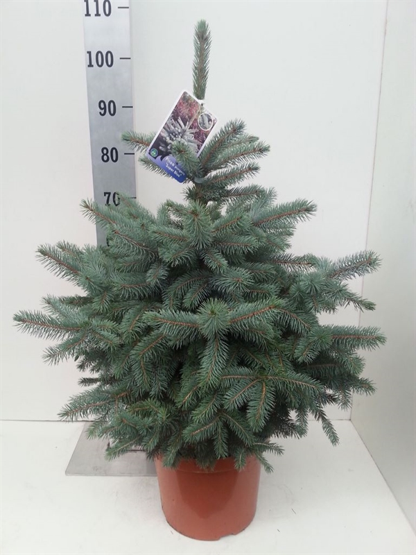 Picea pungens 'Super Blue' - Zahradní centrum "Strakovo" s.r.o.