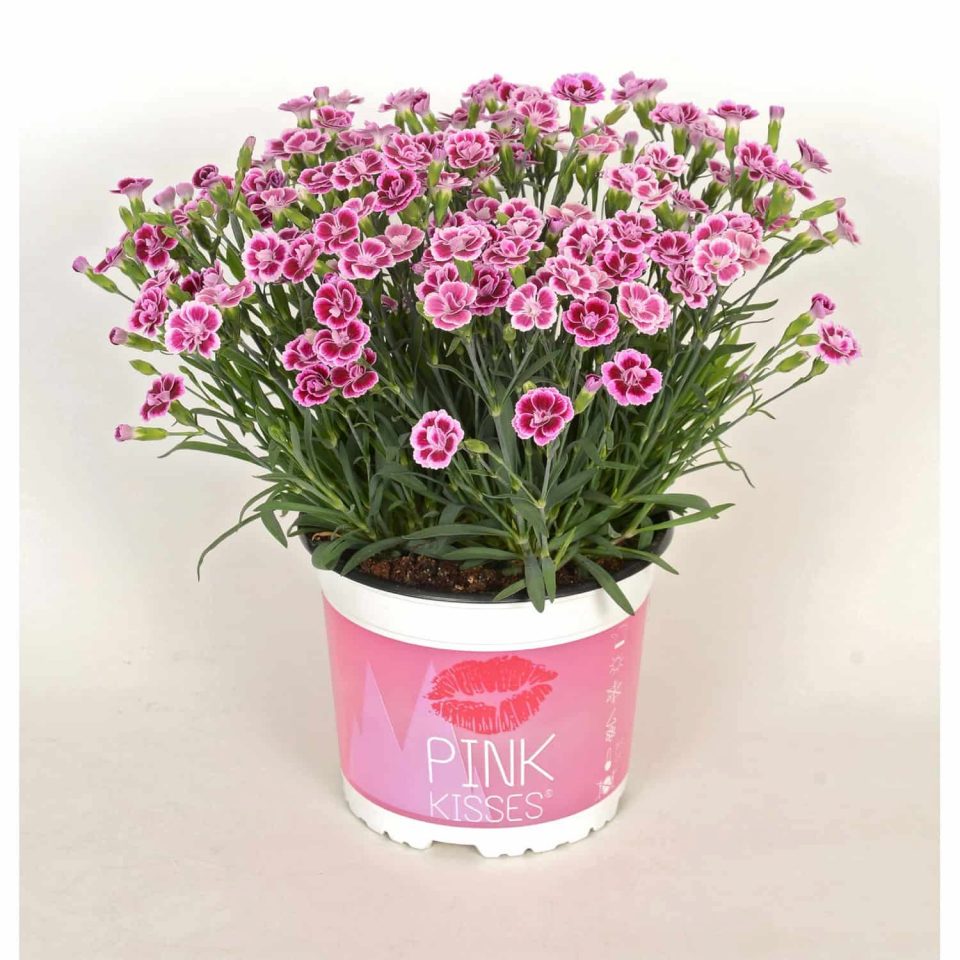 DIANTHUS 'Pink Kisses' - Zahradní centrum "Strakovo" s.r.o.