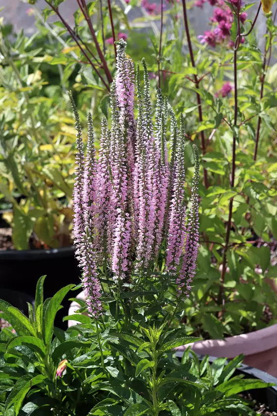 Veronica longifolia 'Pink Shades' - Zahradní centrum "Strakovo" s.r.o.