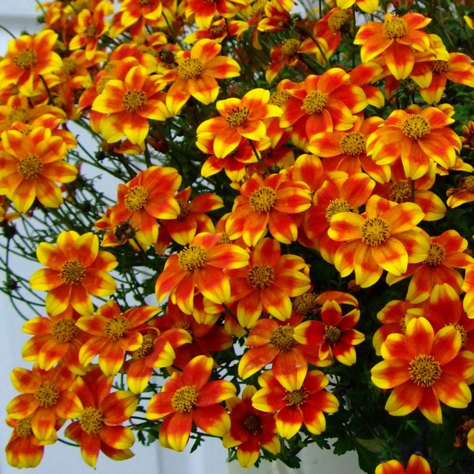 Bidens ferulifolia - velkokvětá - Zahradní centrum "Strakovo" s.r.o.