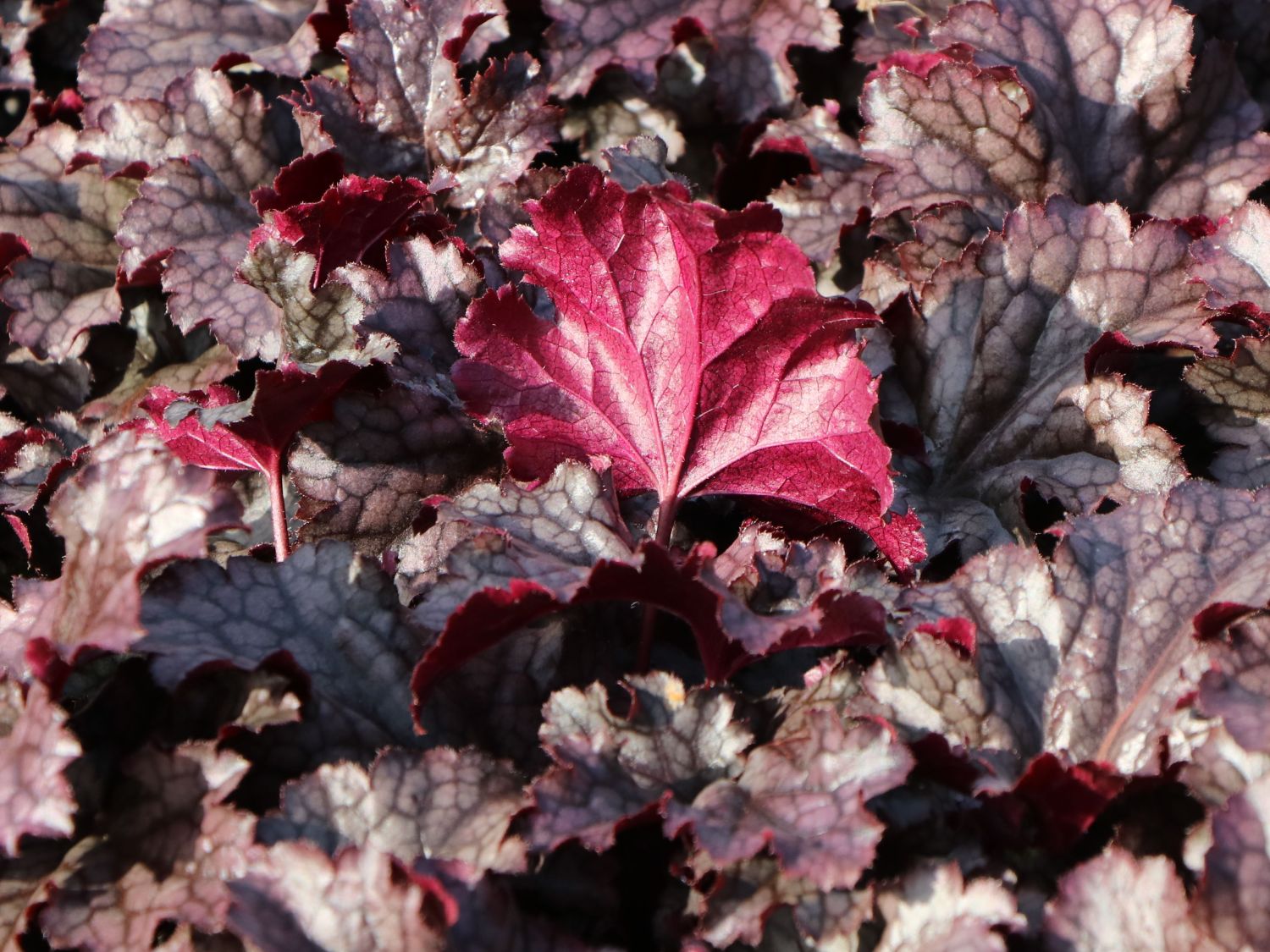 Dlužicha 'Georgia Plum' - Zahradní centrum "Strakovo" s.r.o.