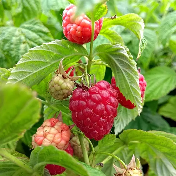 Rubus idaeus ´Little Sweet Sister®-terasový ! - Zahradní centrum ...
