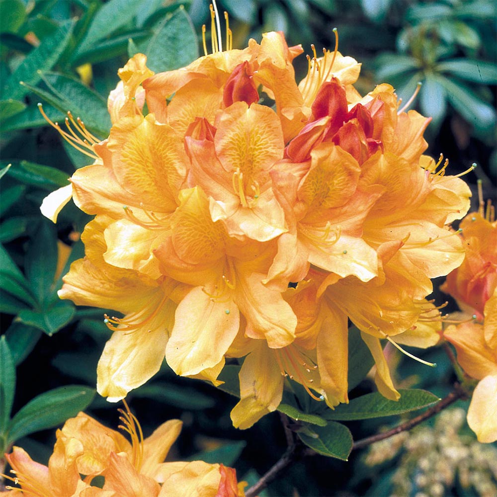 Azalka velkokvětá 'Anneke' - Zahradní centrum "Strakovo" s.r.o.