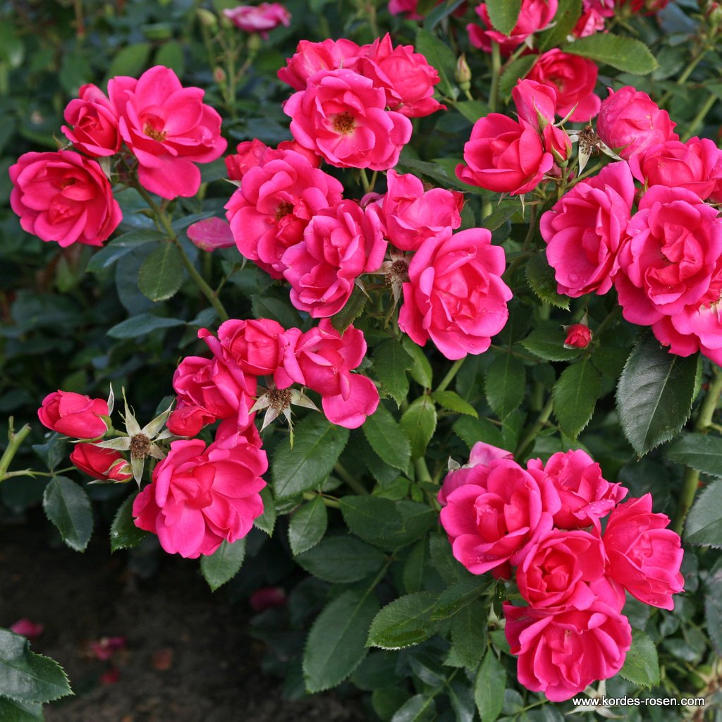 ROSA KORDES 2L Gartenfreund® - Zahradní centrum "Strakovo" s.r.o.
