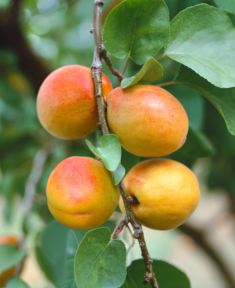 Meruňka 'Harogem' - Zahradní centrum "Strakovo" s.r.o.