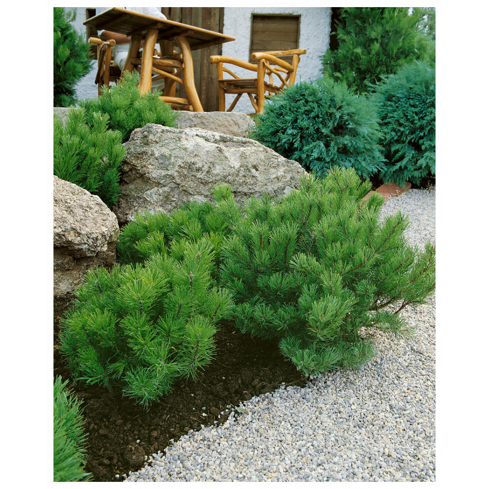 Pinus mugo 'Mughus' - Zahradní centrum "Strakovo" s.r.o.