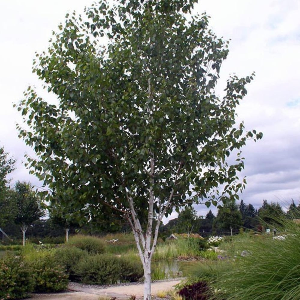 Betula jacquemontii 200 -250 cm - Zahradní centrum "Strakovo" s.r.o.