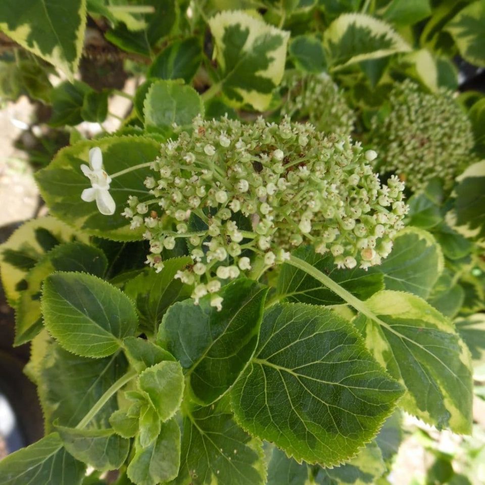 Hydrangea petiol. 'Miranda' 40 cm - Zahradní centrum "Strakovo" s.r.o.