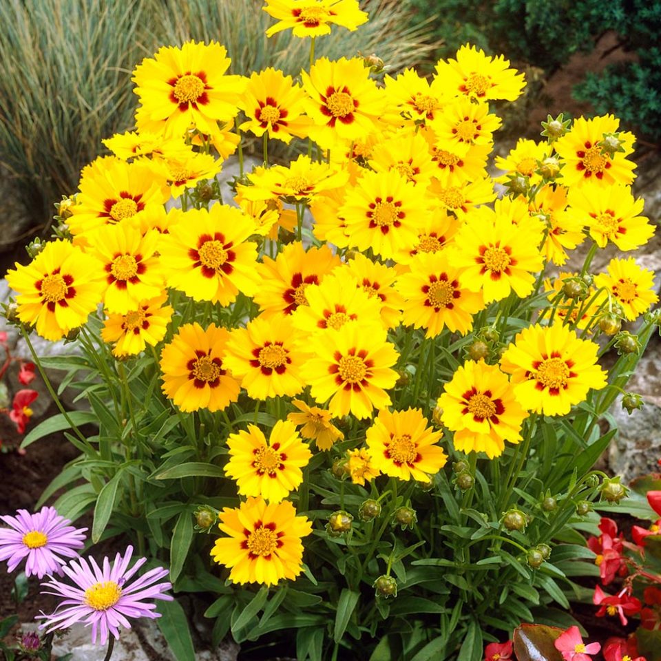 Coreopsis lanceolata 'Sterntaler' - Zahradní centrum "Strakovo" s.r.o.