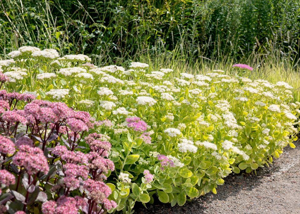 Sedum telephium 'Alba' - Zahradní centrum "Strakovo" s.r.o.