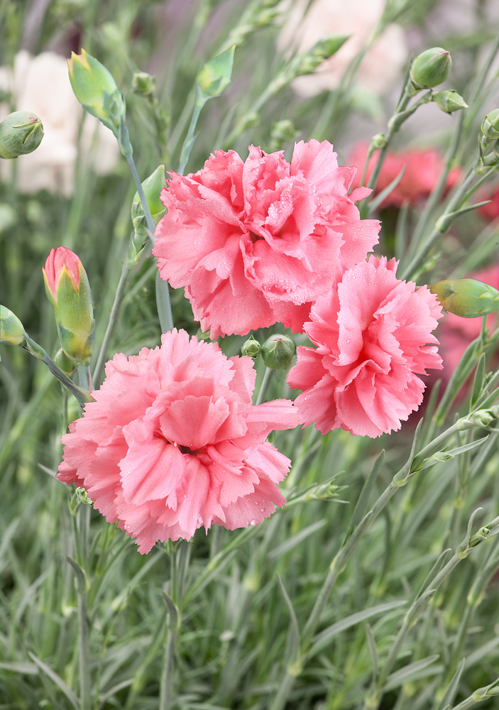 Hvozdík 'Dinetta Soft Pink' - Zahradní centrum "Strakovo" s.r.o.