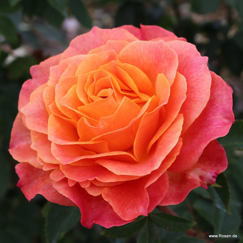ROSA KORDES 2L Better Times Zahradn Centrum Strakovo S r o 