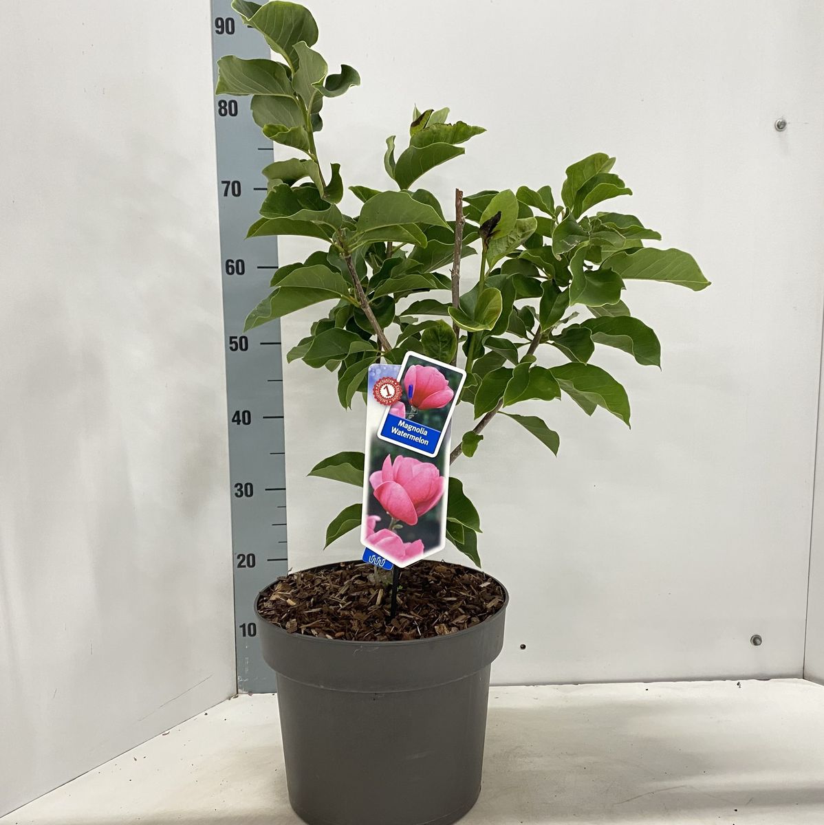 Magnólie 'Watermelon'® - Zahradní centrum "Strakovo" s.r.o.