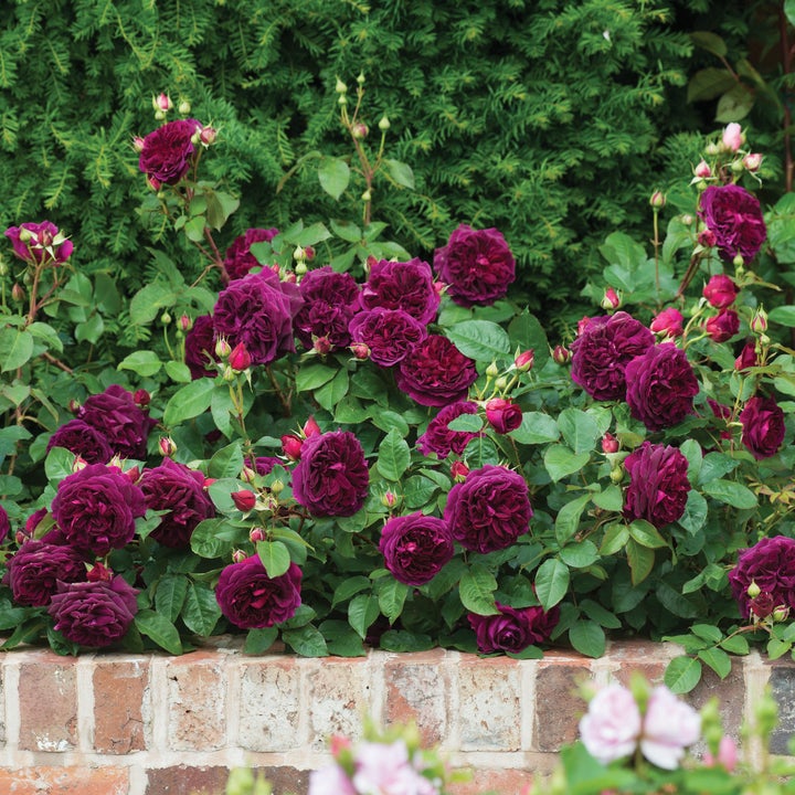 Anglická keřová růže 'David Austin'® Munstead Wood® - Zahradní centrum "Strakovo" s.r.o.