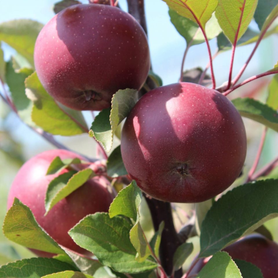 Jabloň 'Red Spring' - sloupovitá - Zahradní centrum "Strakovo" s.r.o.