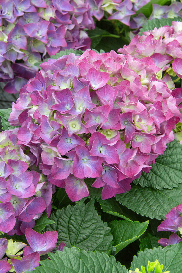Hortenzie velkolistá 'Curly®Sparkle Blue purple' - Zahradní centrum ...