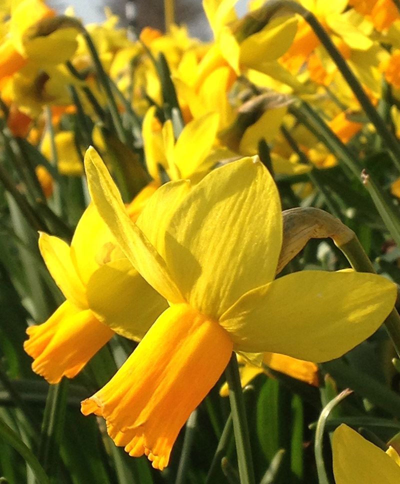 Narcis 'Jetfire' - Zahradní centrum "Strakovo" s.r.o.