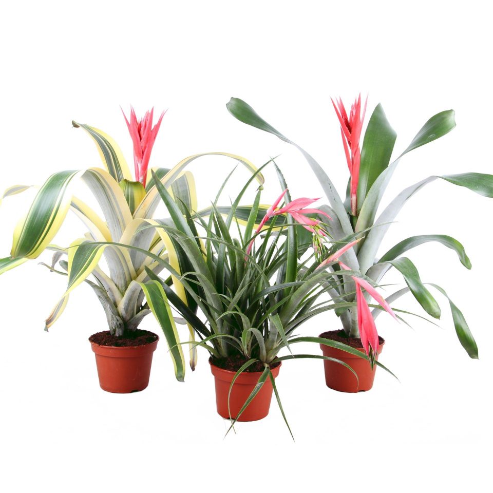 Aechmea 'Bromelia'-mix - Zahradní centrum "Strakovo" s.r.o.
