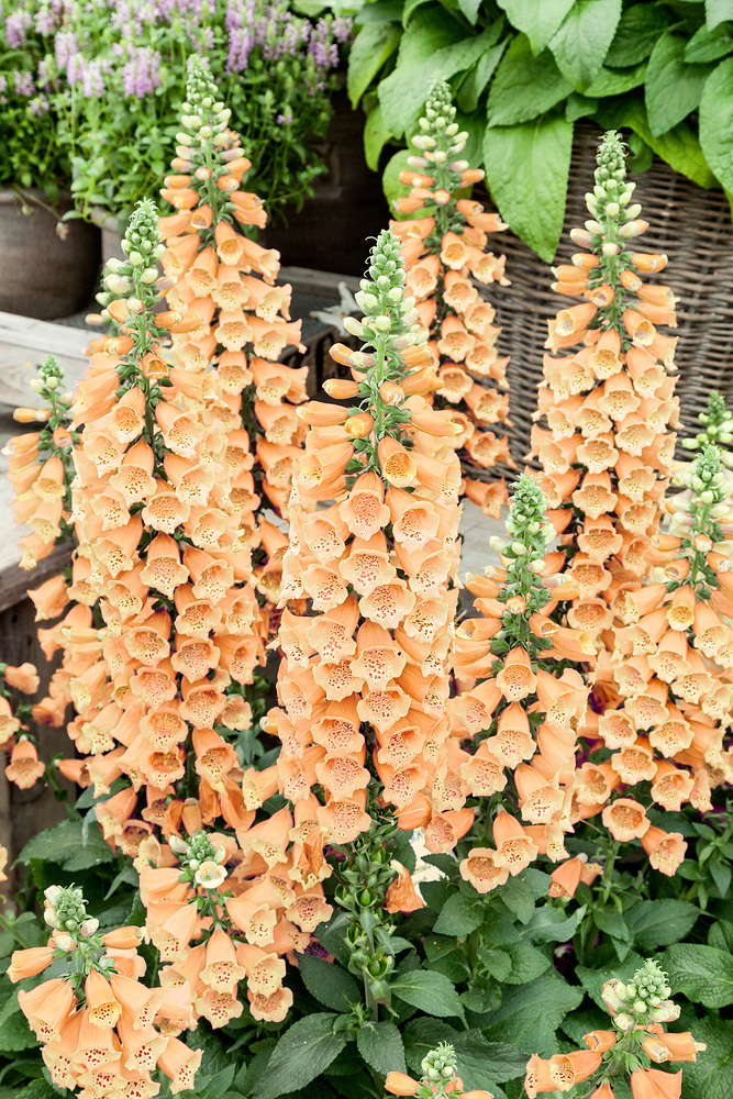 Náprstník purpurový 'Dalmatian Peach' - Zahradní centrum "Strakovo" s.r.o.