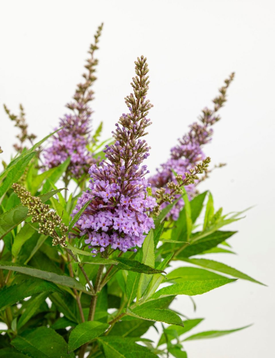 Buddleja davidii Butterfly Candy ® 'Little Lila' - Zahradní centrum ...