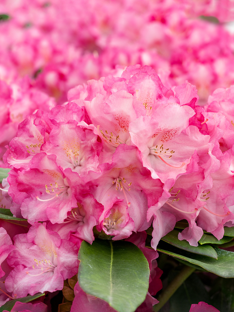 Rododendron 'P.J.M EliteStar' - Zahradní centrum "Strakovo" s.r.o.