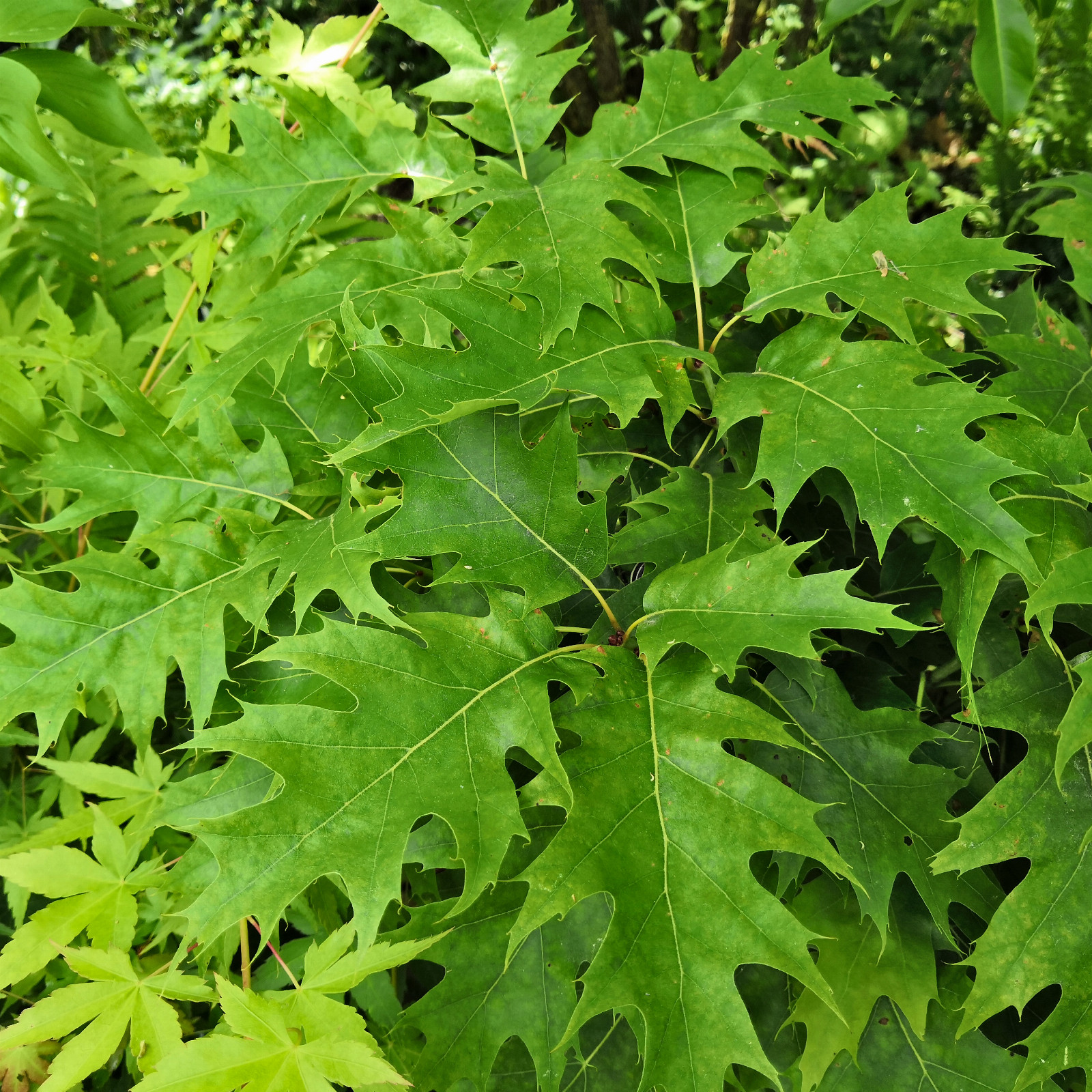 Quercus rubra 'Haaren' - Zahradní centrum "Strakovo" s.r.o.