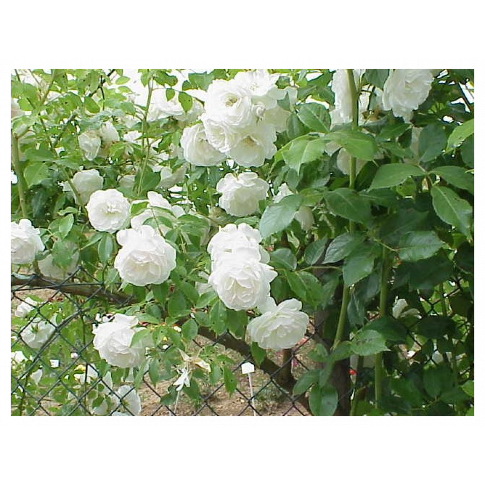 Okouzlující pnoucí růže pro každou zahradu 🌹 Zcstrakovo.cz