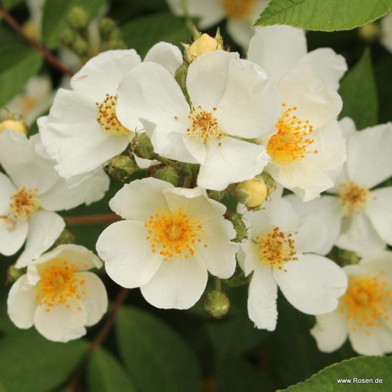 ROSA KORDES 2L Eifelzauber® - Zahradní centrum "Strakovo" s.r.o.