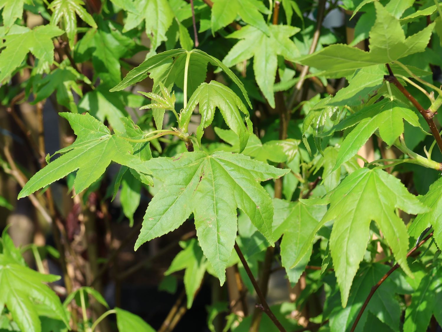 Liquidambar styraciflua 'Autumn Color Globe' - Zahradní centrum ...